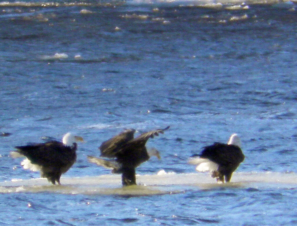 Nature – Wings Over Alma